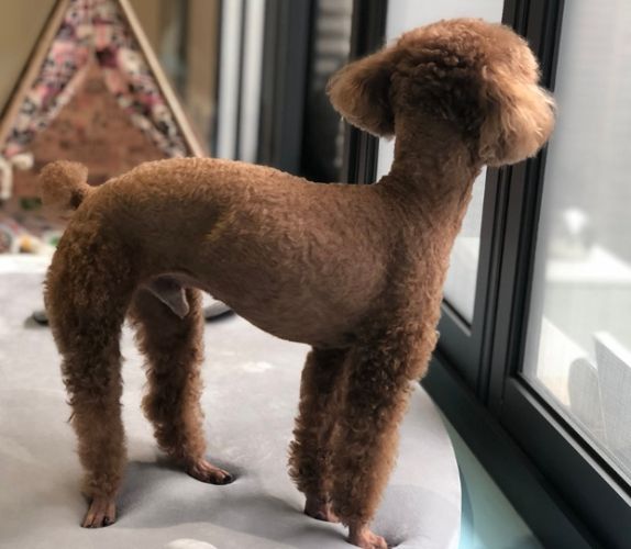 紅貴賓好養嗎？完整飼養指南與優缺點分析